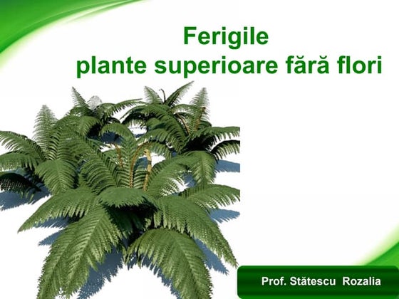 Respiratia la plante | PPT
