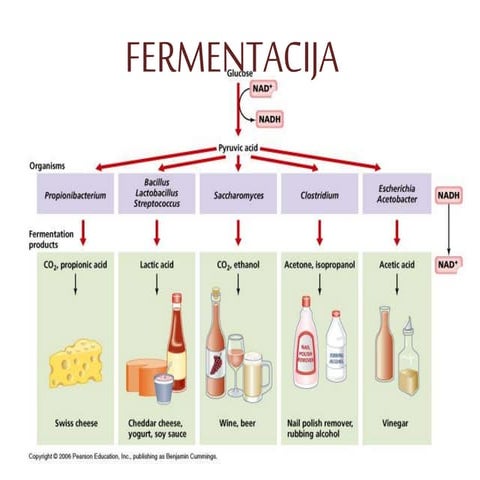 Fermentacija | PPTX