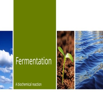 Fermentation organis chemistry explained ib myp5 | PPTX