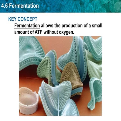 Fermentation and its types and impact on body | PPT