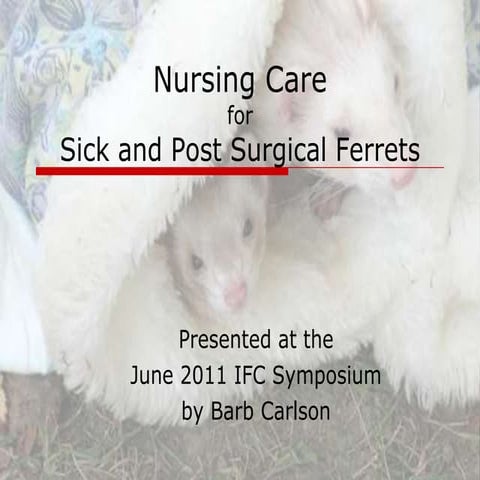 Nursing care of sick and post-surgical ferrets | PPTX
