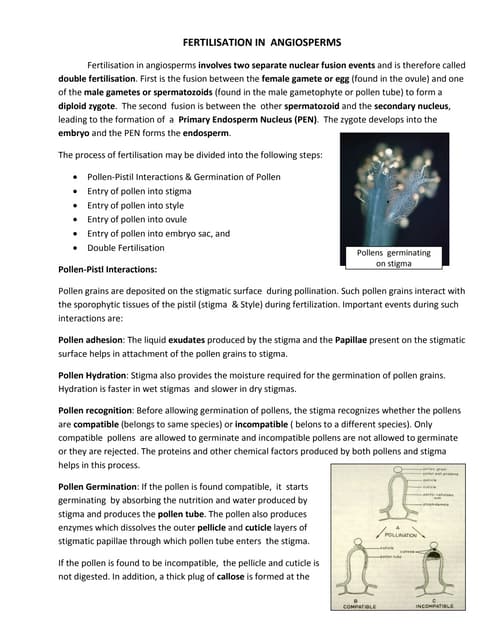 Engler & prantl system of classification | PPSX