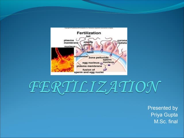 Fertilization Notes Pptx