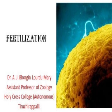 Fertilization | PDF