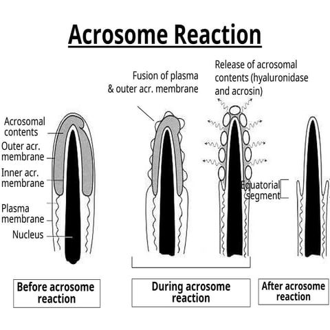 Fertilization.ppt in cattle and other domestc animal | PPT