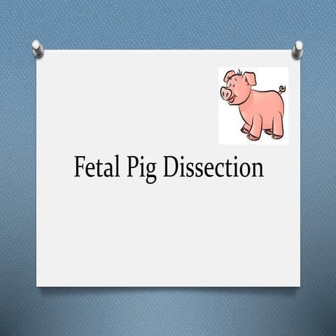 Fetal Pig Dissection Lab Presentation For HighSchool | PDF