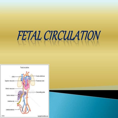 Fetalcirculation | PPTX