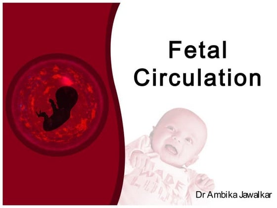Fetalcirculation | PPT | Pregnancy | Reproductive Health