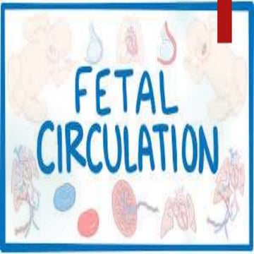Fetal circulation | PPT