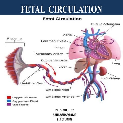 Fetal circulation