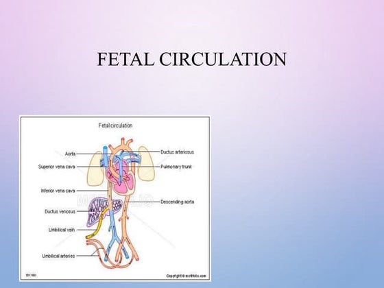 Fetal Circulation Flow Chart Fetal And Neonatal Oxygen Transport