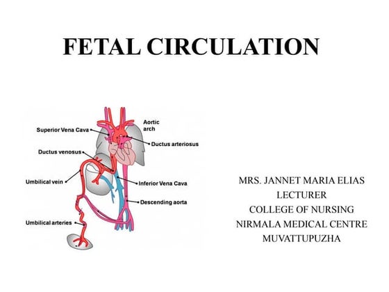 Fetalcirculation | PPT | Pregnancy | Reproductive Health
