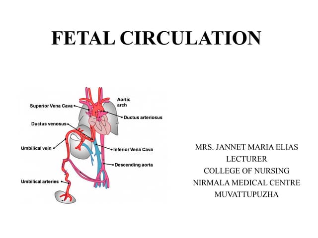 Fetal Circulation .pptx