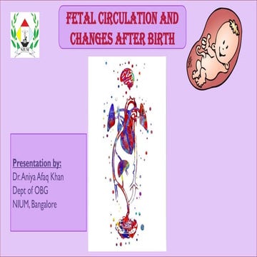 Intra-uterine fetal circulation in obstetrics | PPTX