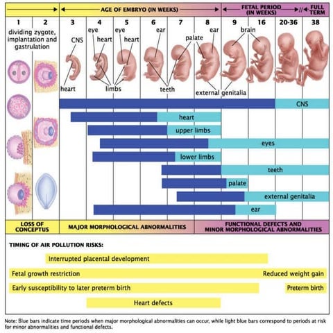 Fetal development | PPT