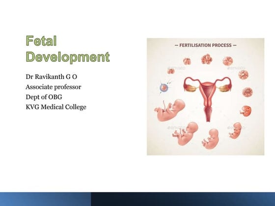Stages Of Fetal Growth And Development Ppt