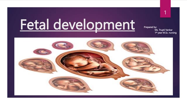 Stages of fetal growth and development | PPTX