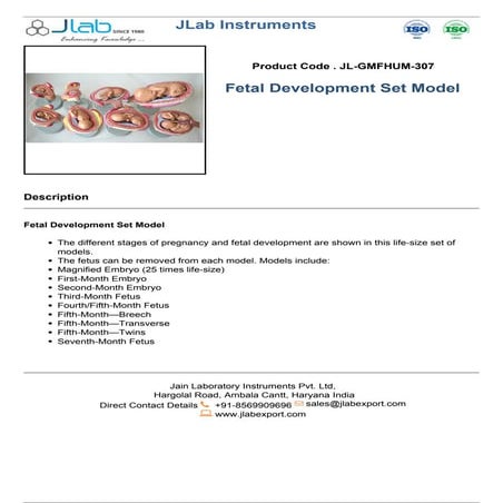 Fetal development set_model | PDF