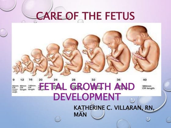 Stages Of Fetal Growth And Development Ppt