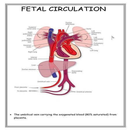 fetal heart circulation.pdf for gnm b.sc post basic b.sc students | PDF