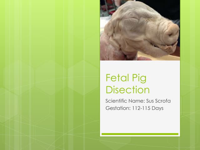 a-fetal-pig-dissection