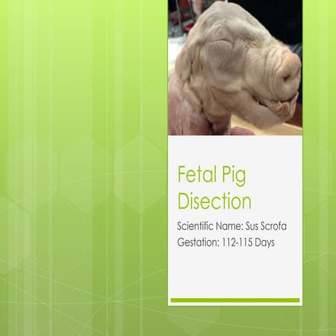 Fetal pig disection | PPTX