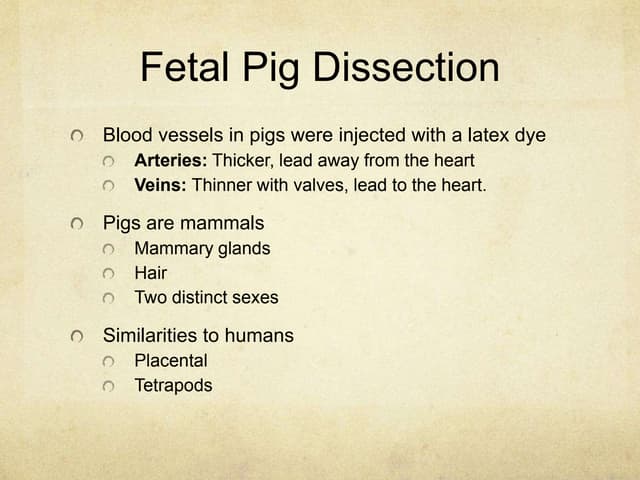 External anatomy of a cattle.docx