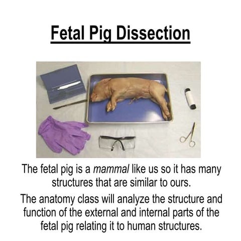 Fetal Pig Dissection 2024 For Honors Biology | PPT