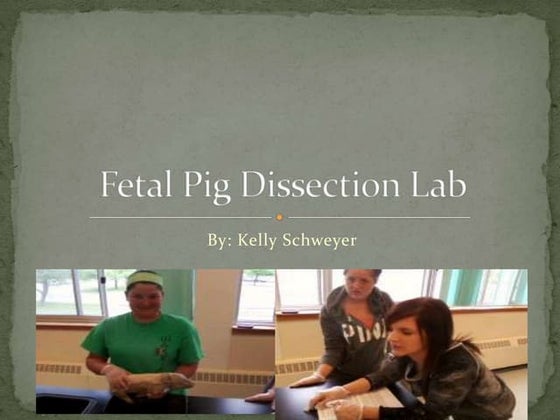 Dissection of Fetal Pig | PPT