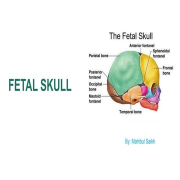 anatomy of human skull | PPTX