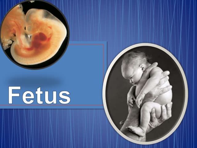 Stages of fetal growth and development | PPTX