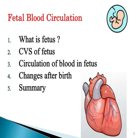 Fetus Blood Circulation.pptx