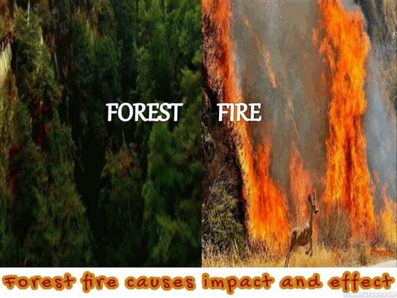 Forest fire | PDF | Geography | Science