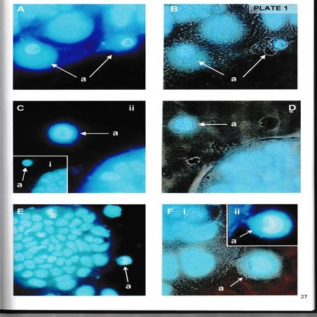 MSc Thesis - Apoptosis - Colour Plates 1-8 - R Heyes | PDF