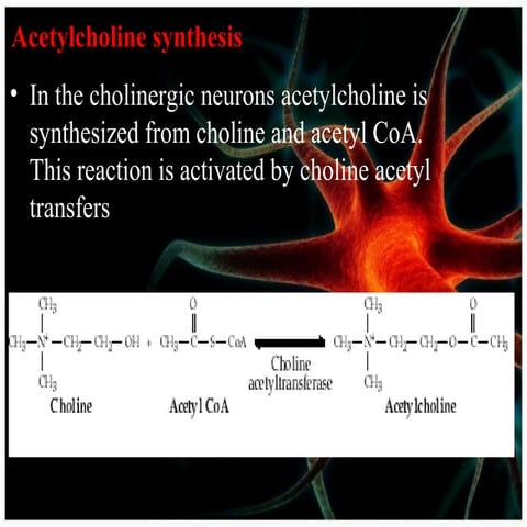 Acetylcholine | PPT