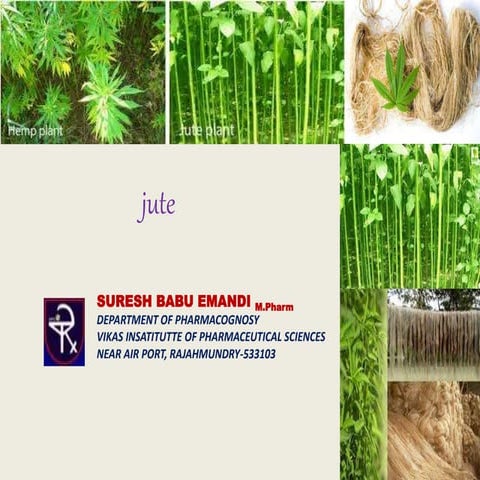Fibers PLANT FIBERS Jute | PPTX
