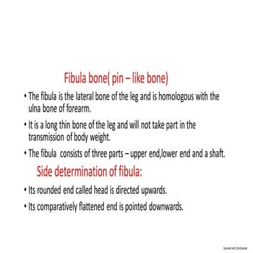 Fibula | PPT