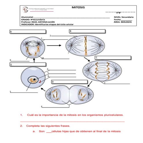 Hoja De Trabajo De Mitosis Y Diagrama De Identificación De Clave De ...