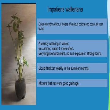 Information about "Impatiens Walleriana" | PPT