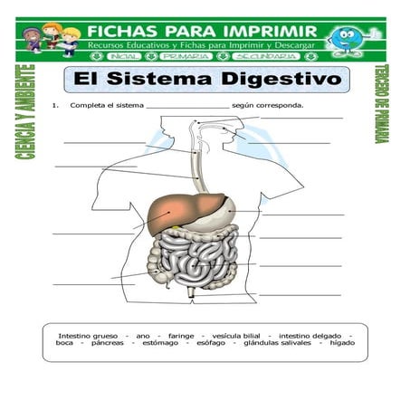 Diagrama Del Sistema Digestivo Para La Hoja De Trabajo De Los Niños