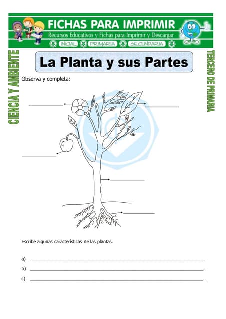 Hoja De Trabajo Sobre Las Partes De Una Planta Con Flores Unidad
