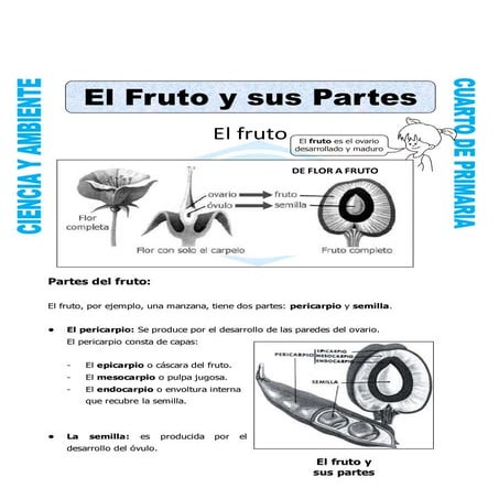 Diagrama Del Fruto De Una Planta El Fruto