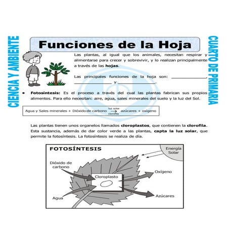 Hoja De Trabajo De Fotosíntesis Para Primaria