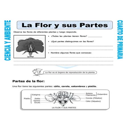 Partes De Una Flor Para Niños De Primer Grado #EnDirecto Telediario