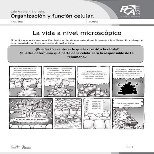 Ficha 3 organización y función celular | PDF