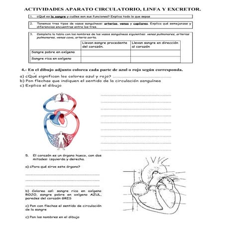 Ficha De El Sistema Circulatorio