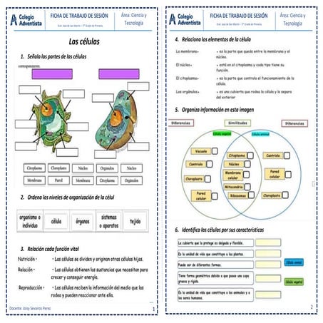 Hoja De Trabajo Sobre La Estructura Celular En La Escuela Secundaria