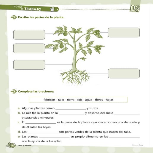 Hoja De Trabajo Sobre Las Partes De Una Planta Para Primer Grado