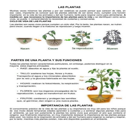 FICHAS 15-06-23 LAS PLANTAS.docx
