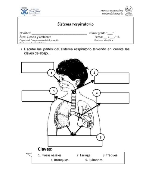Hoja De Trabajo Sobre El Sistema Respiratorio: Respuestas Como Hacer